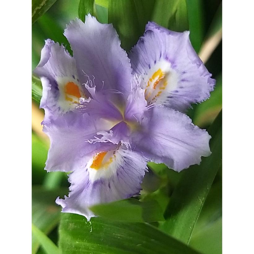 Iris confusa Martyn Rix - Iris bambou à fleurs bleu-mauve