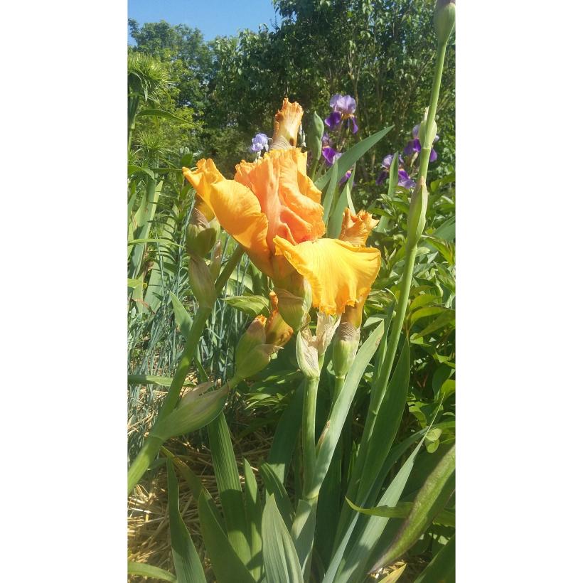 Iris germanica Good Show - Iris des Jardins orange vif