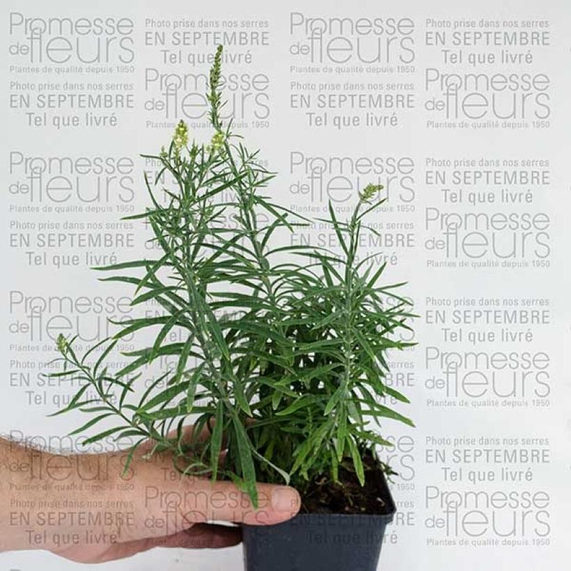 Linaria purpurea Alba - Linaire - Vivace à grappes de fleurs blanches