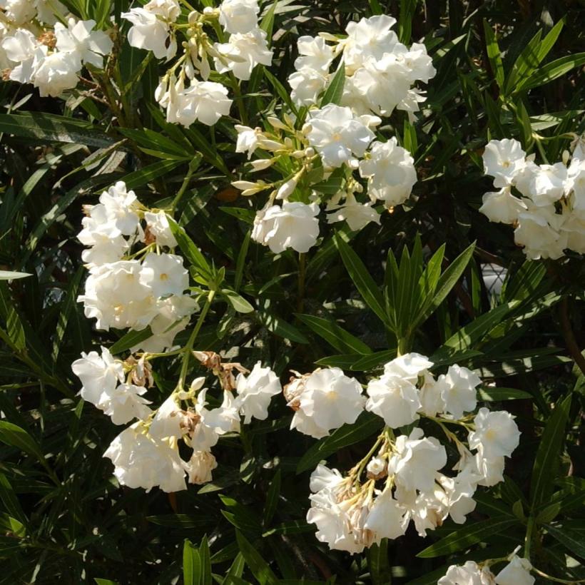 Laurier rose - Nerium oleander Blanc – Arbuste à floraison blanc pur