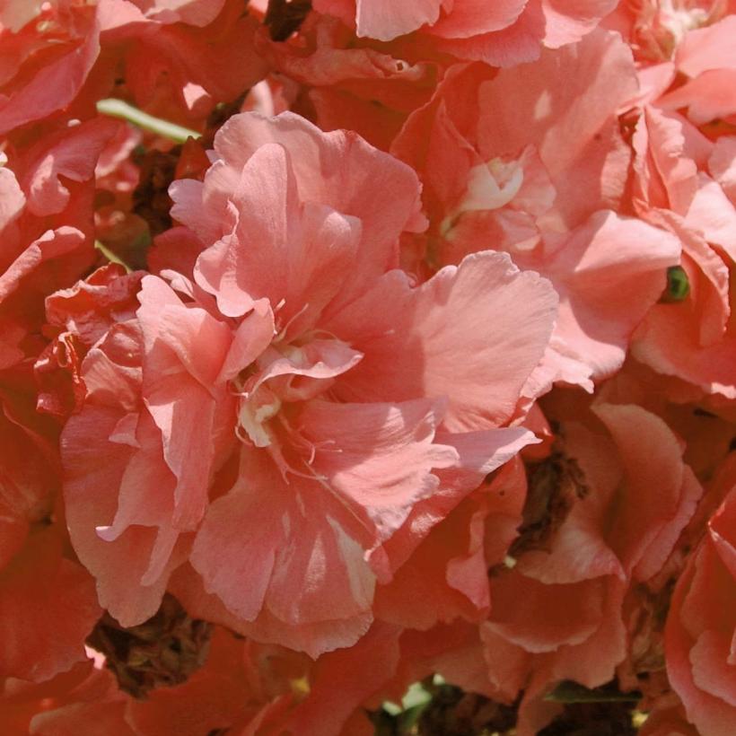 Laurier rose - Nerium oleander Rose saumon Double - Arbuste persistant