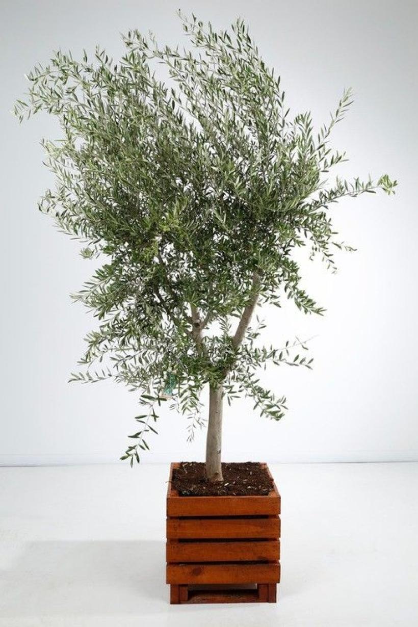 Olivier - Olea europaea – Un petit arbre à la longévité exceptionnelle
