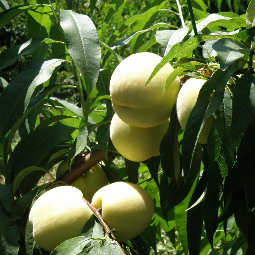 Pêcher nain Ice Peach - Prunus persica - Pêche blanche idéale en pot