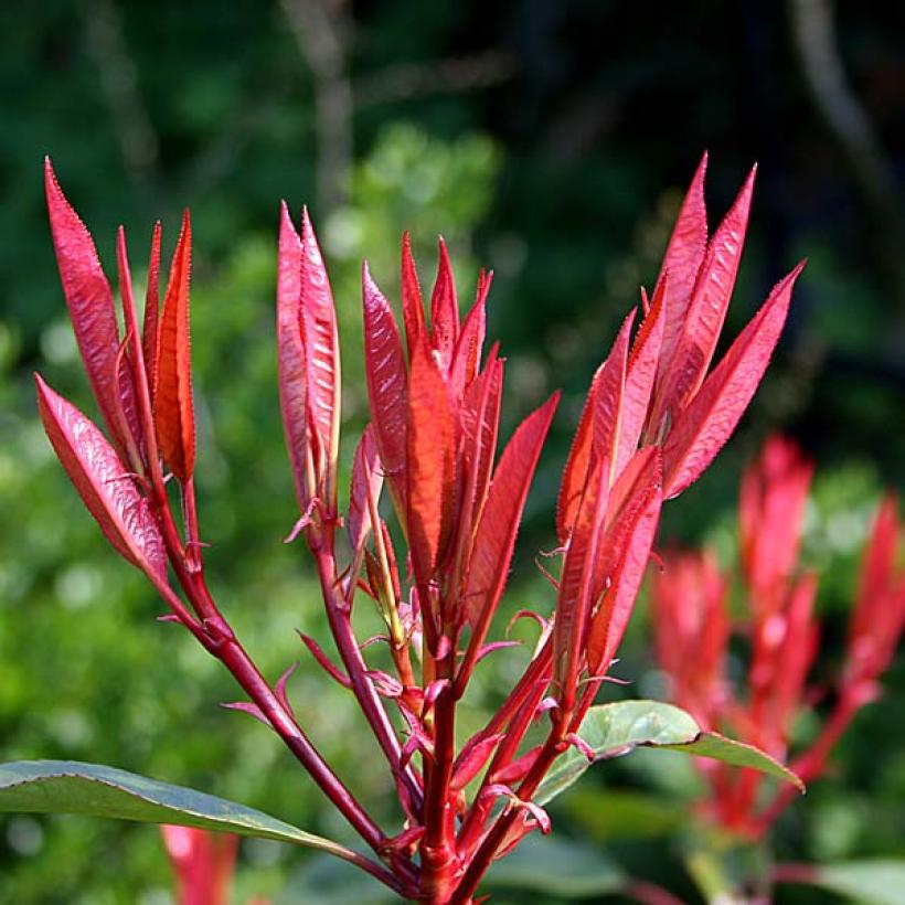 Photinia x fraseri Red Robin – Arbuste persistant de haie, rouge cuivré