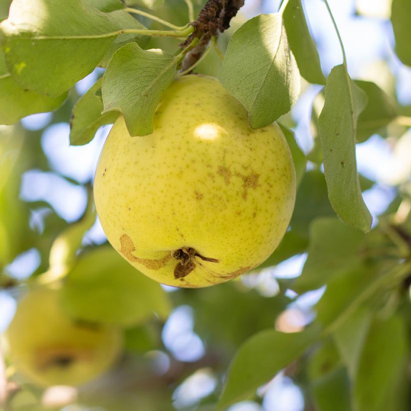 Poirier à poiré Plant de Blanc - Pyrus communis - variété ancienne de ...