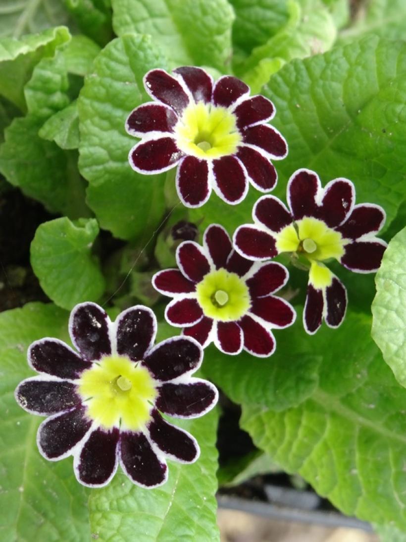 Primevère - Primula Silver Lace Black - Des fleurs noires à liseré ...