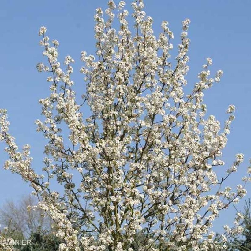 Pyrus calleryana Chanticleer - Poirier d'ornement à fruits décoratifs