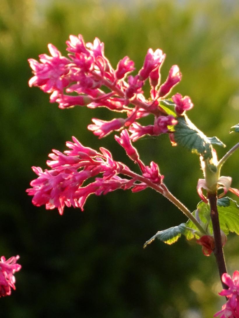 Ribes sanguineum - Groseillier à fleurs à petites fleurs rose carmin