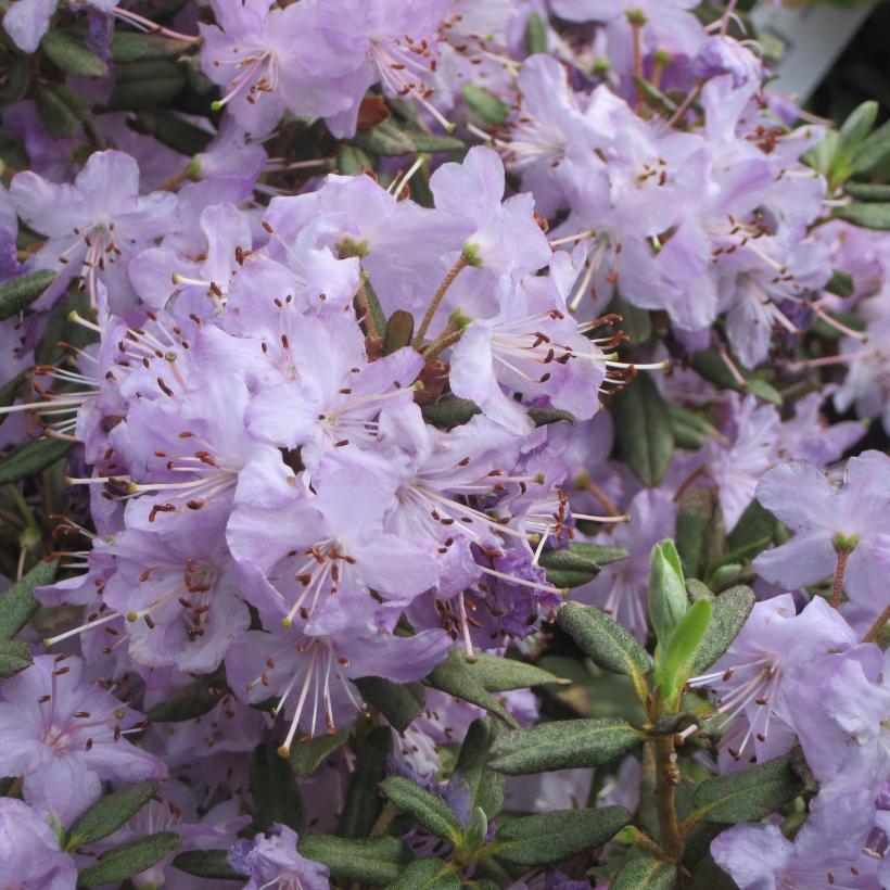 Rhododendron nain Blue Silver - Arbuste persistant à floraison bleue