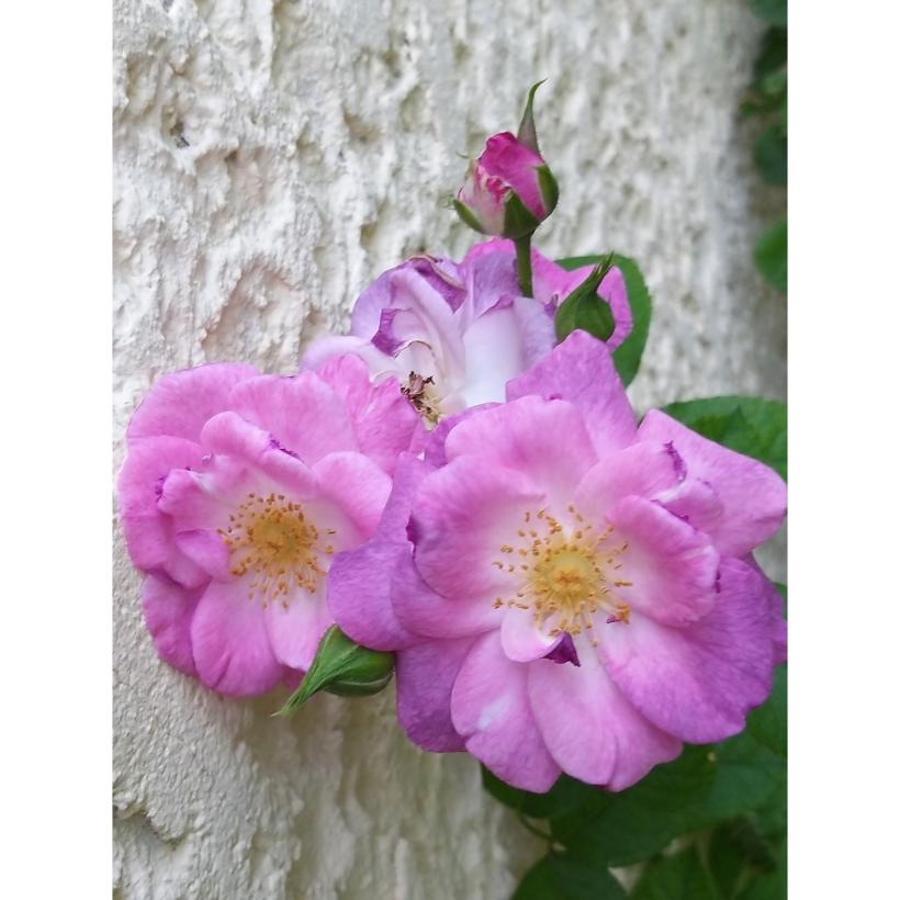 Rosa Pacific Dream Pejamblu - Rosier buisson à fleurs groupées semi ...
