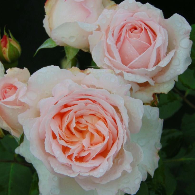 Rosier clair renaissance - rosie grandes fleurs rose pâle, nuancé de ...