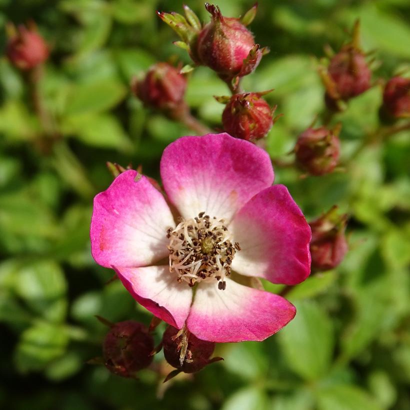 Rosier Cutie Pie - Rosier miniature aux fleurs simples roses à centre blanc