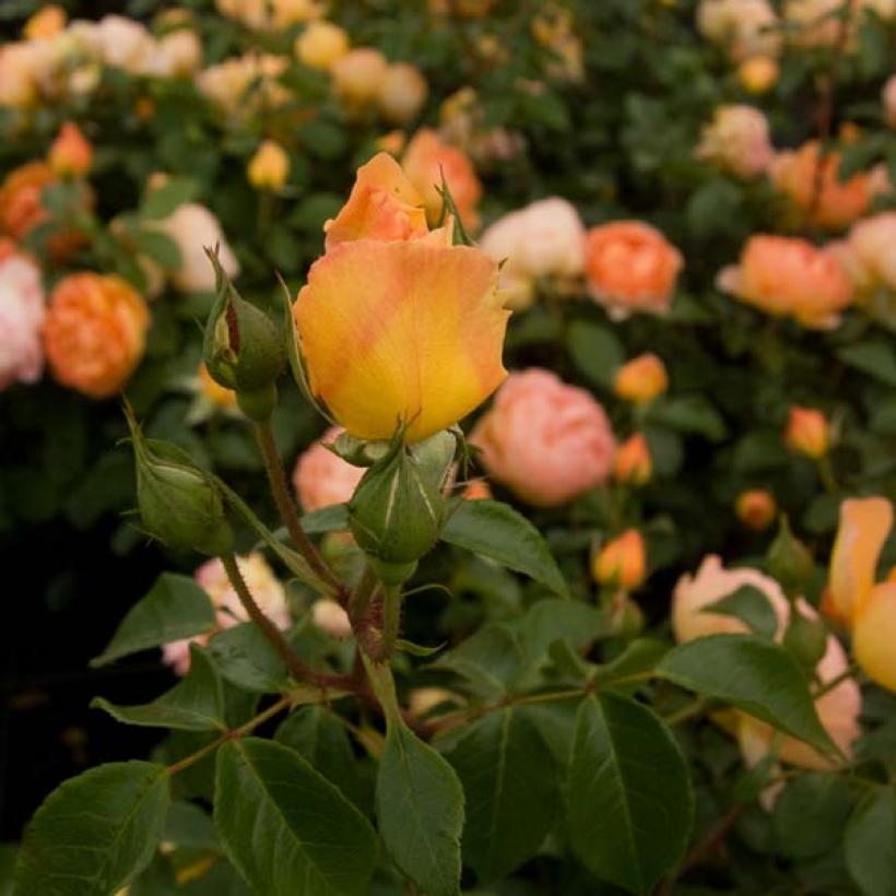 Rosa Pat Austin Ausmum - Rose anglaise David Austin aux fleurs doubles ...
