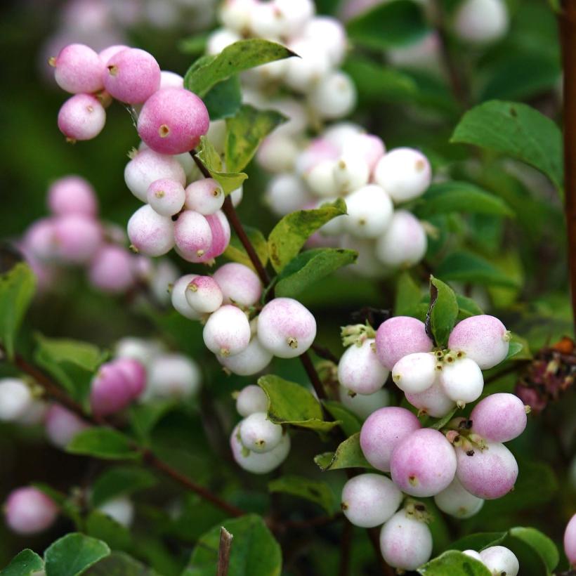 Symphoricarpos x doorenbosii Magical Sweet Kolmaswet - Symphorine à ...