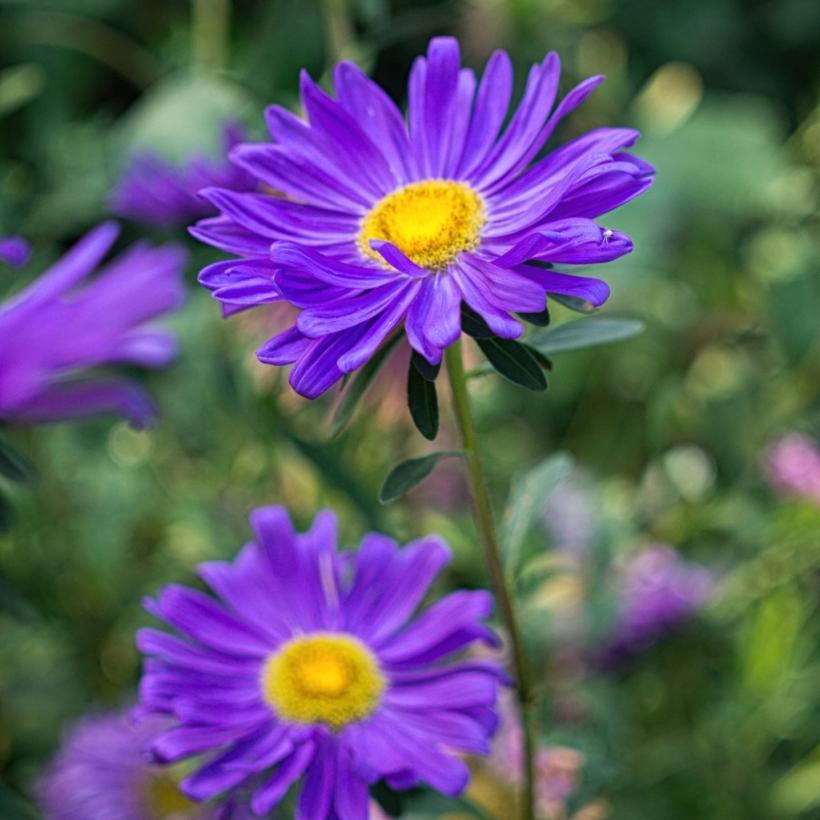 Promesse de Fleurs, plantes de jardin de qualité depuis 1950