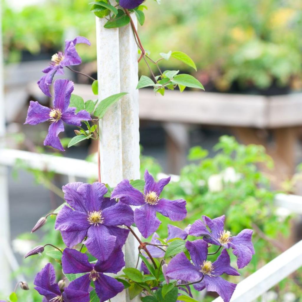 Promesse de fleurs, plantes pour le jardin : vivaces, arbustes ...