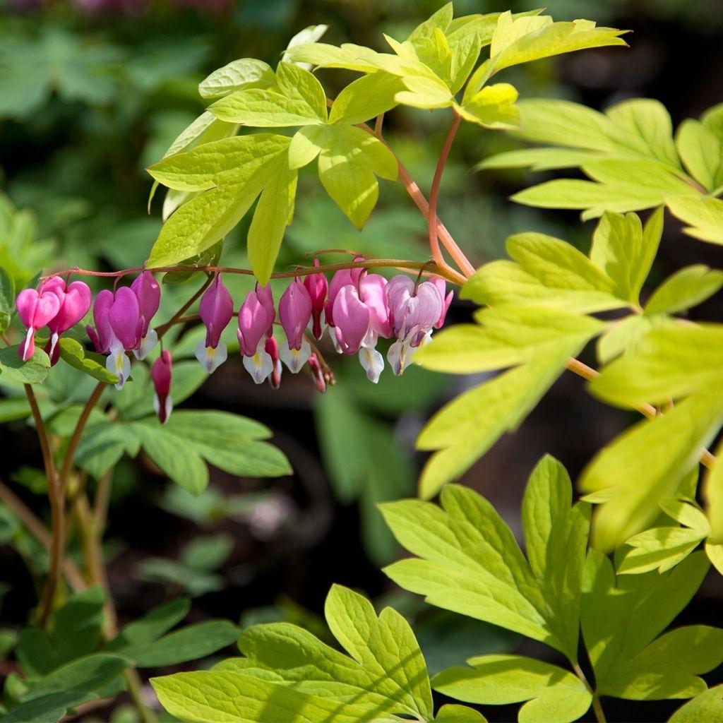 Promesse de Fleurs, plantes de jardin de qualité depuis 1950