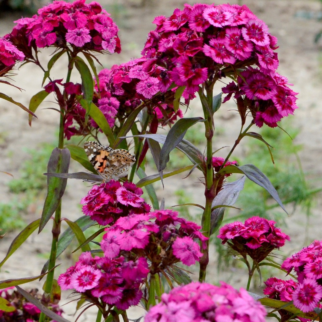 Promesse de Fleurs, plantes de jardin de qualité depuis 1950