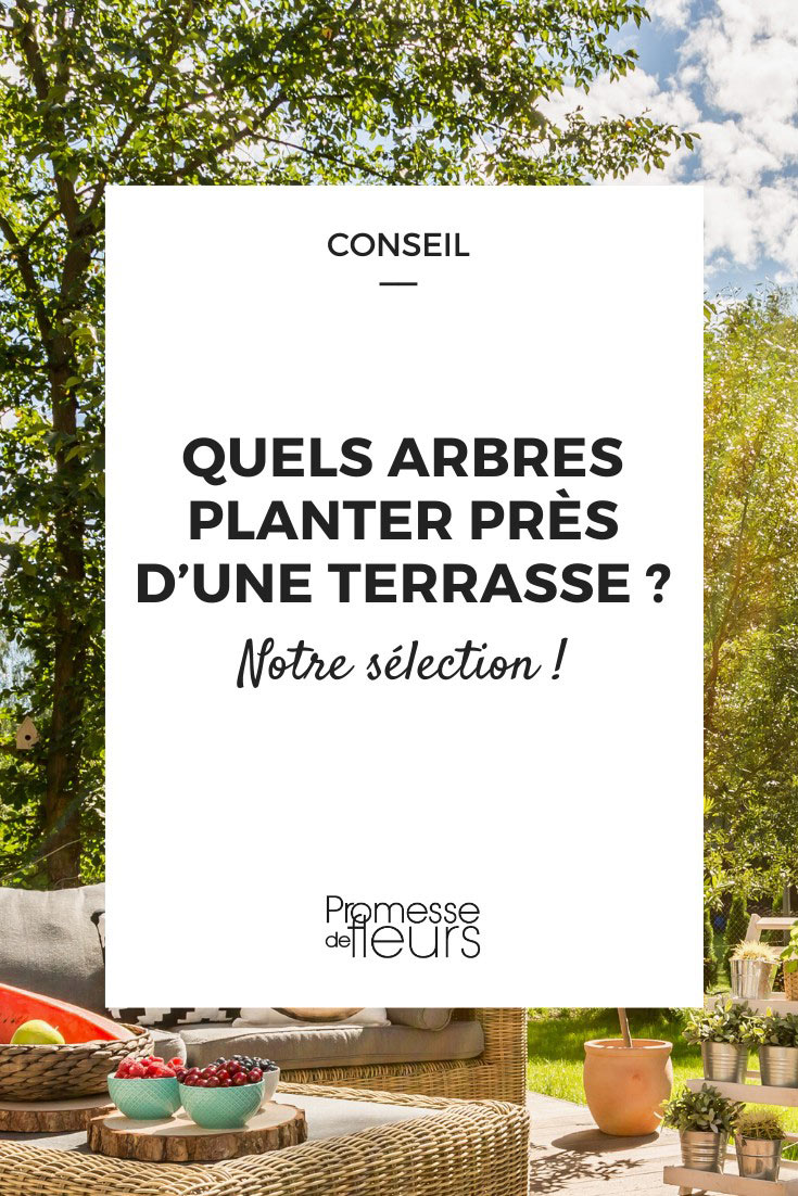 Quels arbres planter près d'une terrasse ? Notre sélection